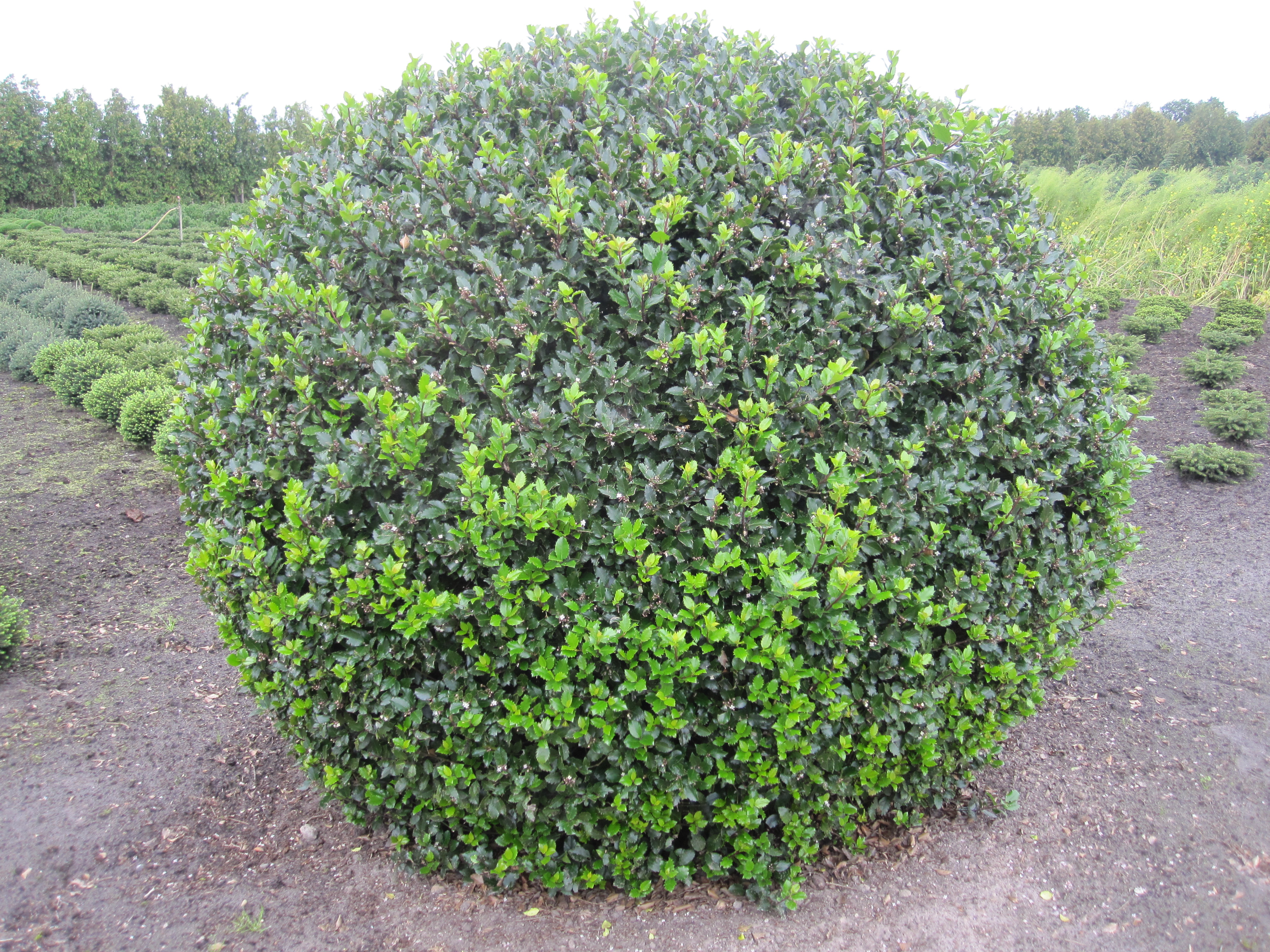 Ilex (Stechpalme) – von Hammel Baumschulen