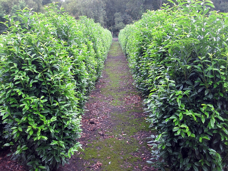 Prunus lauroc. ‚Genolia‘ – von Hammel Baumschulen
