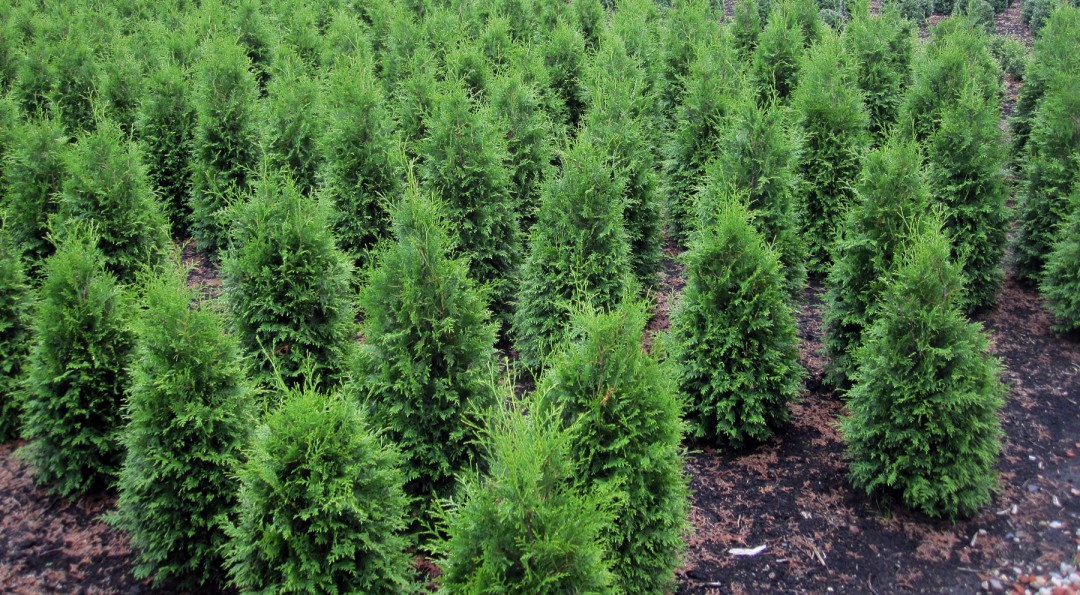 Thuja (Lebensbaum) – von Hammel Baumschulen