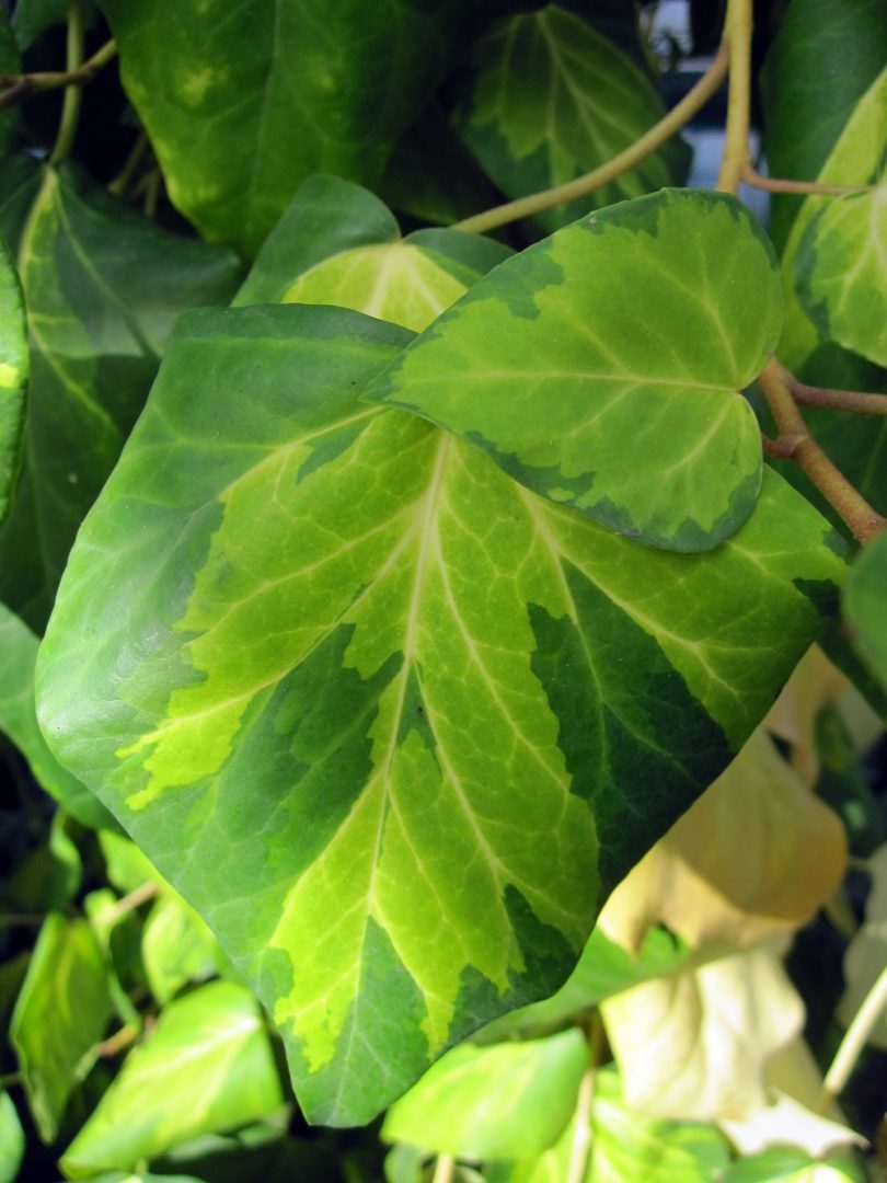Hedera colchica ‚Sulphur Heart‘ – von Hammel Baumschulen