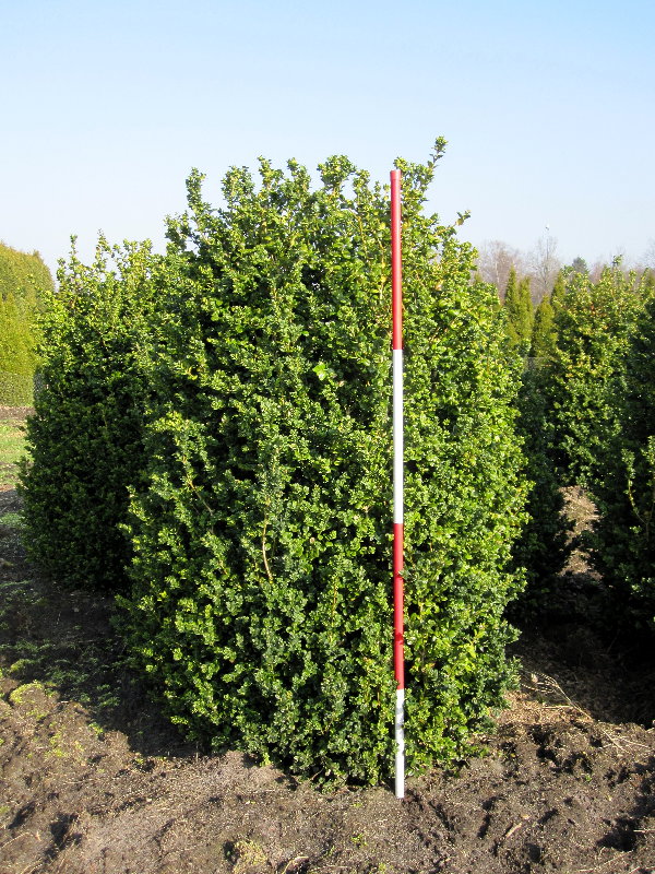 Buxus sempervirens ‚Rotundifolia‘ – von Hammel Baumschulen