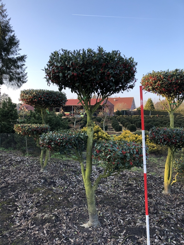 Ilex aquif.’Pyramidalis‘ – Sonderformen – von Hammel Baumschulen