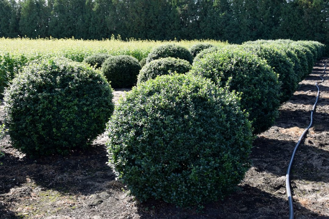 Ilex Kugel Schneiden