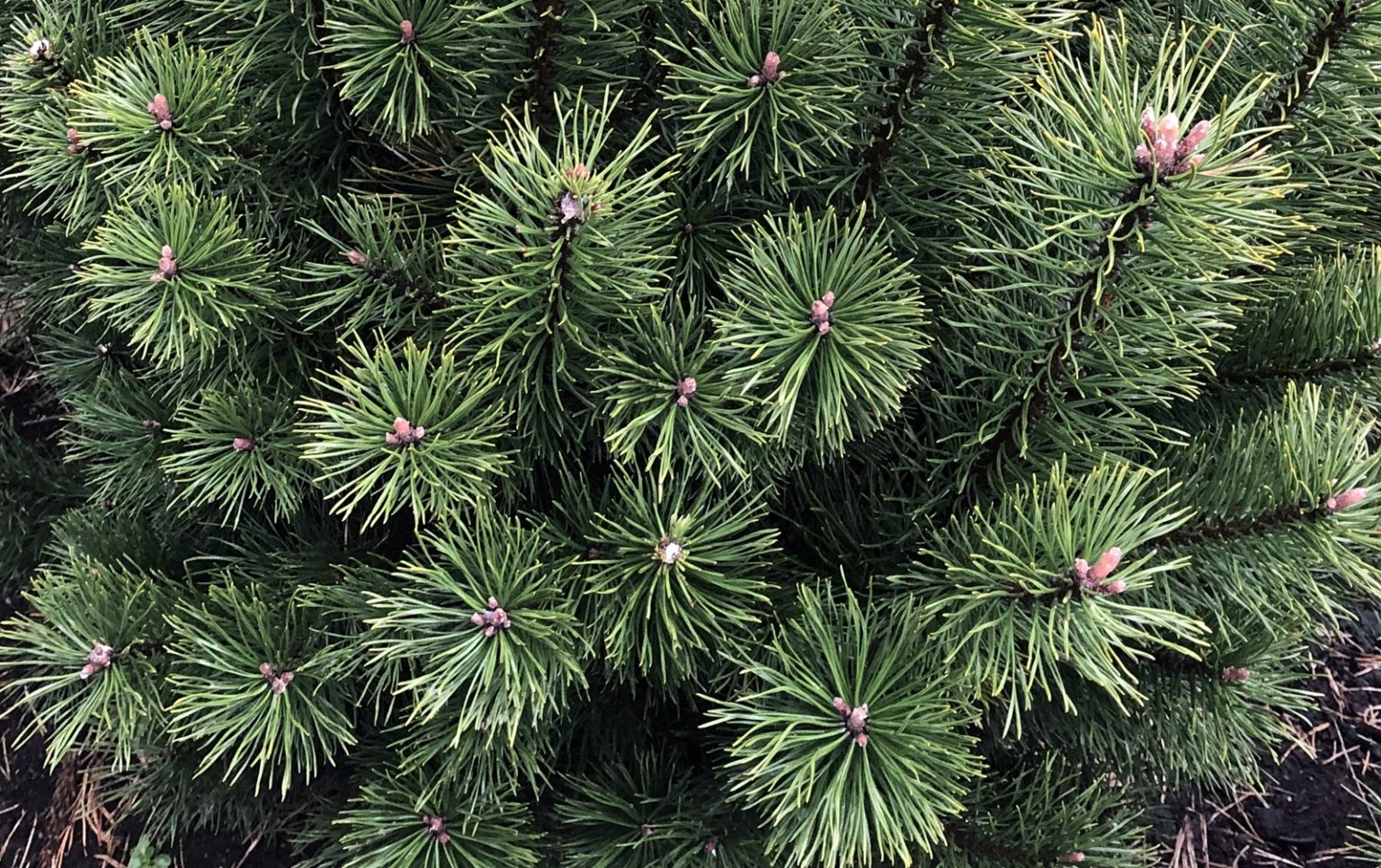 Pinus mugo ‚Rostrata‘ – von Hammel Baumschulen