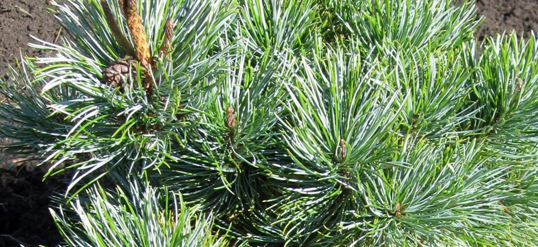 Pinus pumila ‚Glauca‘ – von Hammel Baumschulen